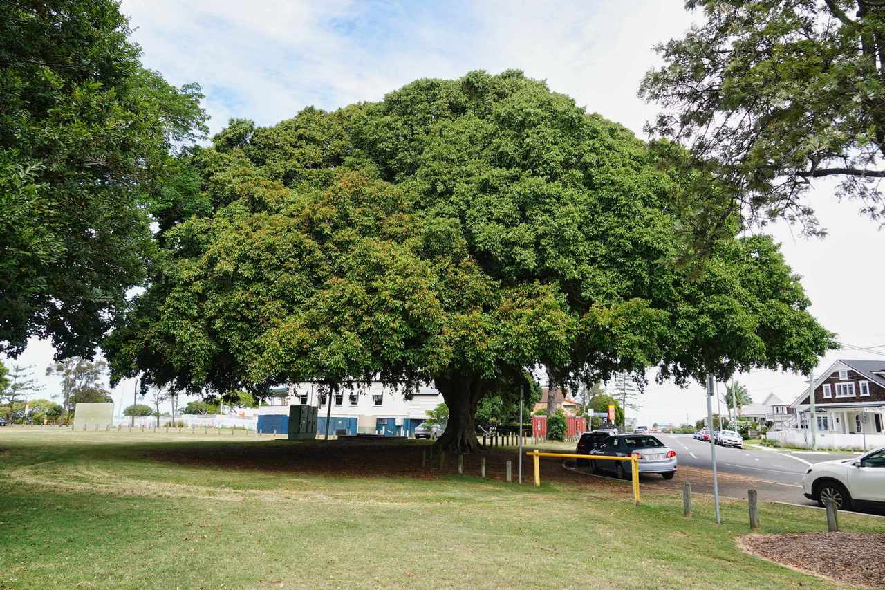 Figs In The Park | Home of figspark.com by Peter Scopes