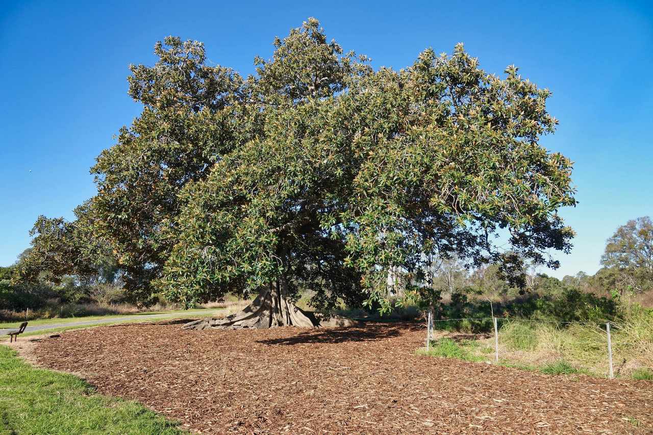 Figs In The Park | Home of figspark.com by Peter Scopes