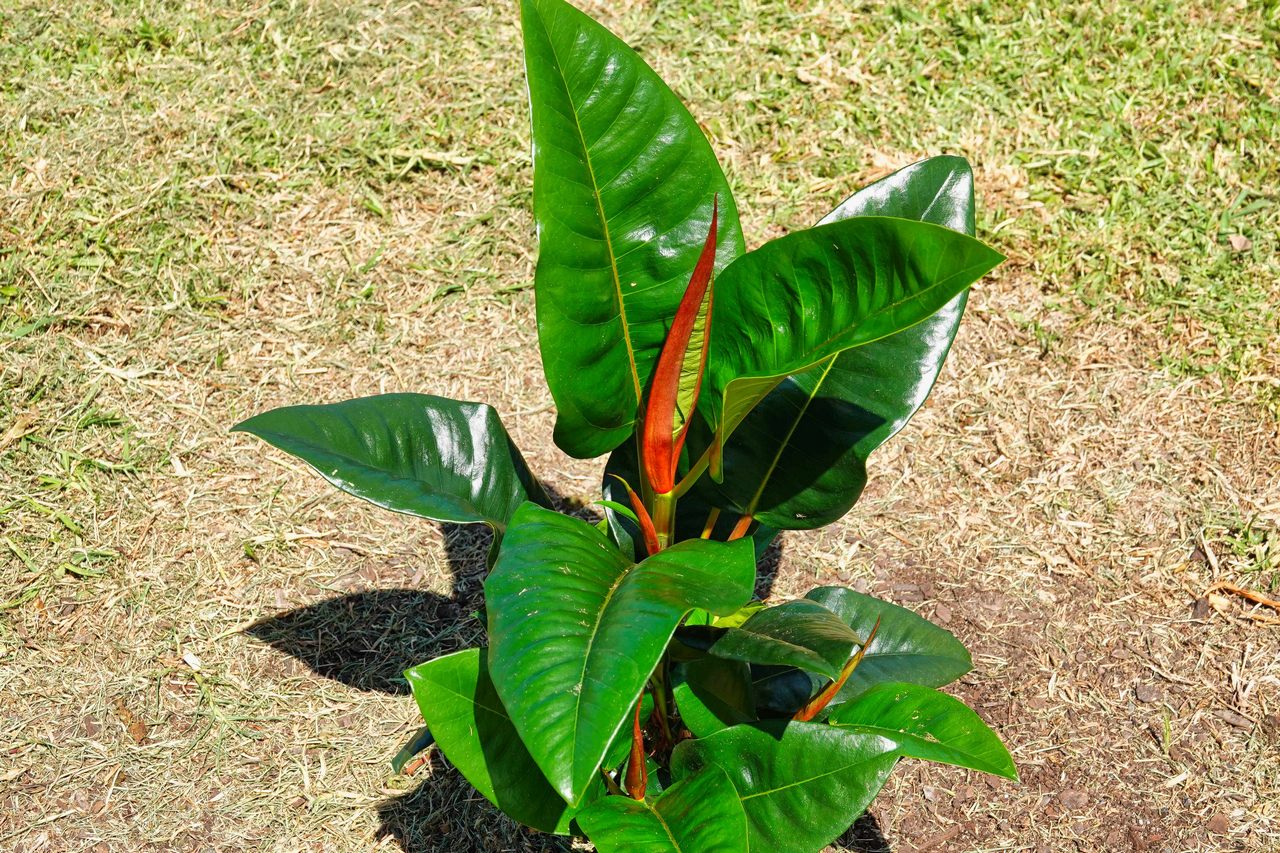 Figs In The Park | Home of figspark.com by Peter Scopes